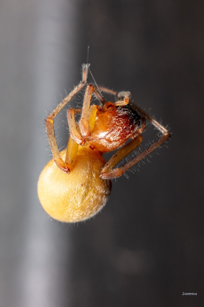 산유령거미 (Pholcus crypticolens) – 황금벌레연구소